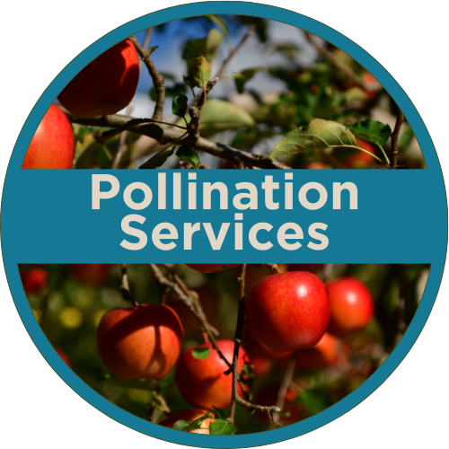 Pollination Services – Best for Bees