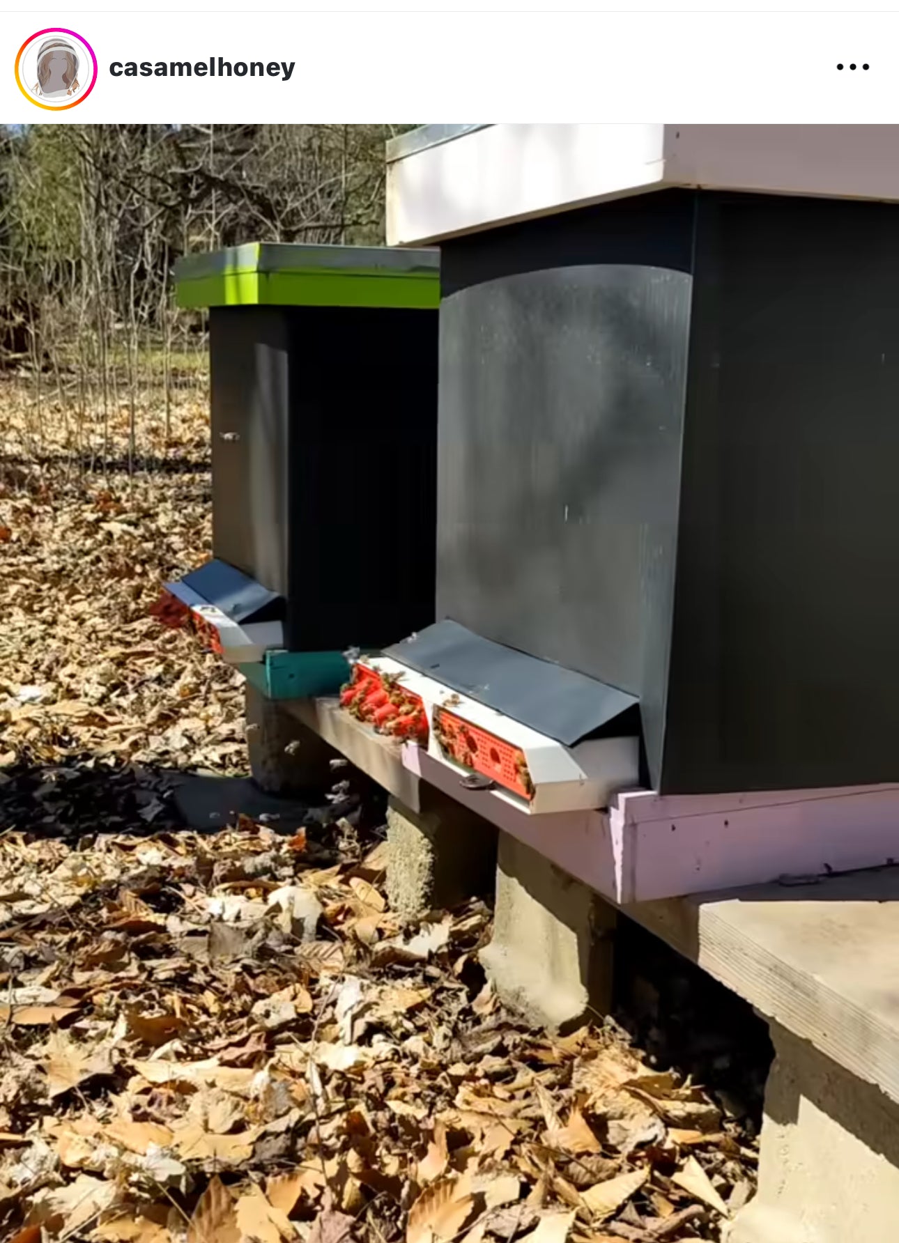 ProtectaBEE - The All-In-One Hive Entrance – Best for Bees