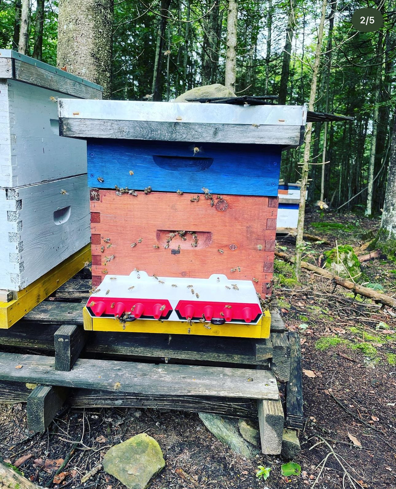 ProtectaBEE - The All-In-One Hive Entrance – Best for Bees