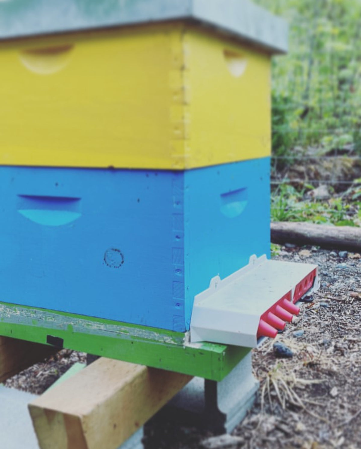 ProtectaBEE - The All-In-One Hive Entrance – Best for Bees